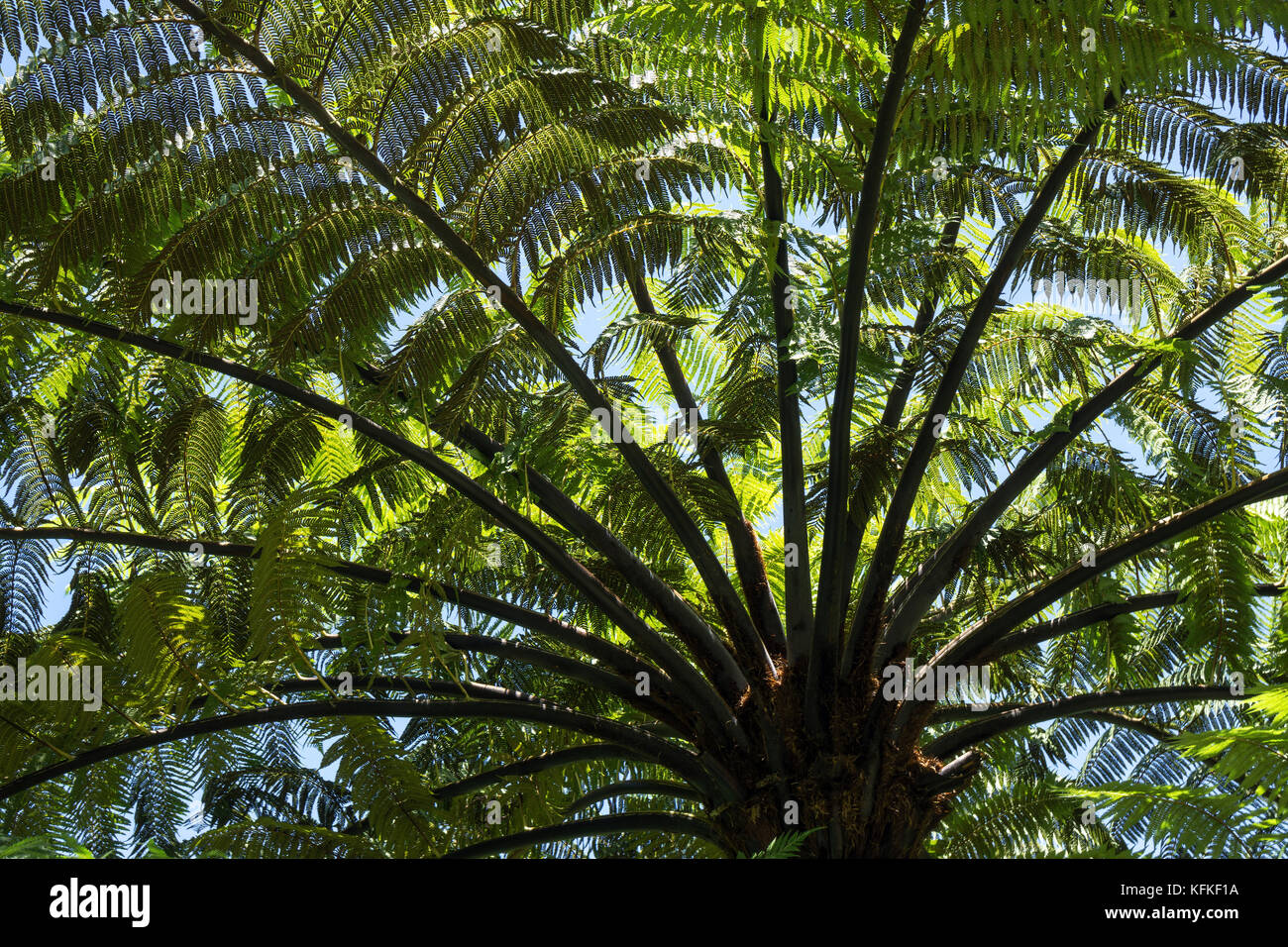 Tree fern (Cyatheales), Island of Sao Miguel, Azores, Portugal Stock ...