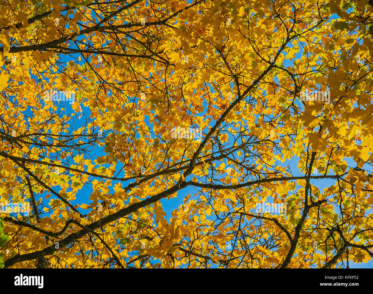 Yellow acer foliage hi-res stock photography and images - Alamy