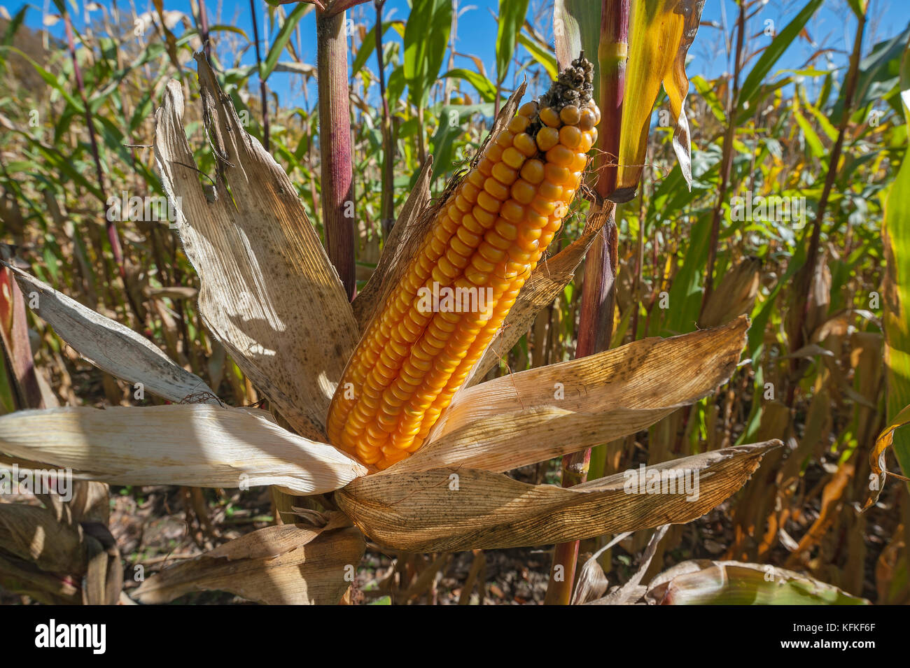 Fodder maize, yellow piston (Zea mays) also , Upper Bavaria, Bavaria ...