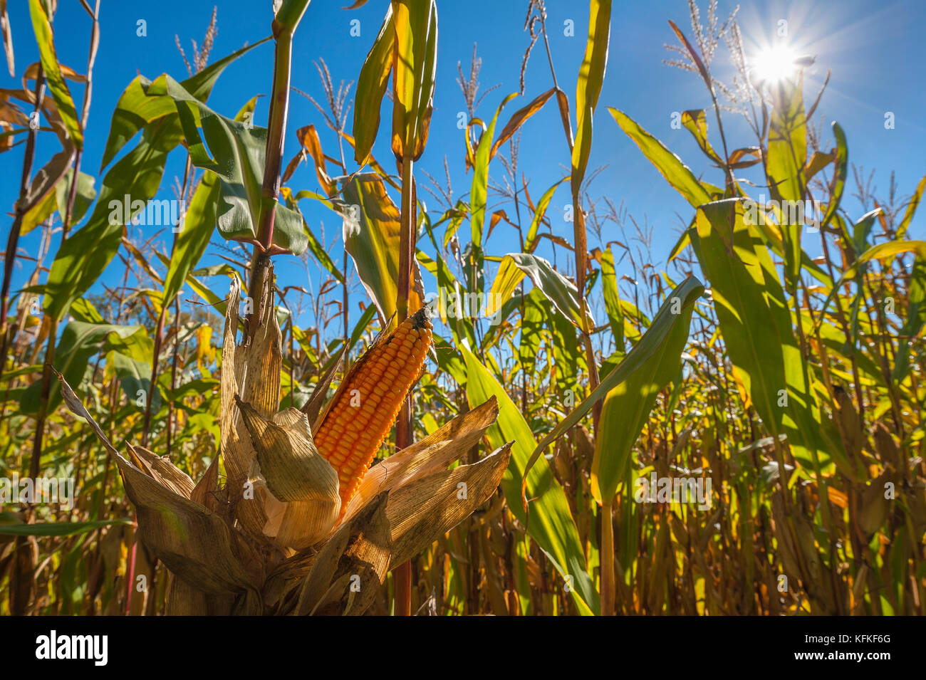 Cultivation of fodder maize, yellow piston (Zea mays) also , Oberbayern ...