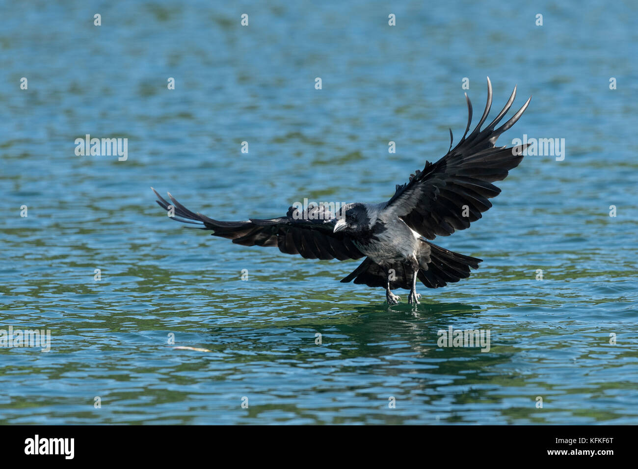 Carrion crow (Corvus corone) hunting over water, Mecklenburg-Western ...