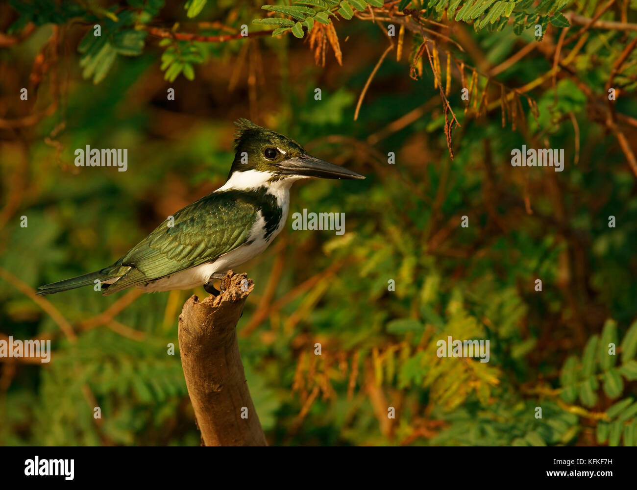 Amazon Kingfisher (Chloroceryle amazona) sitting on tree branch, female ...