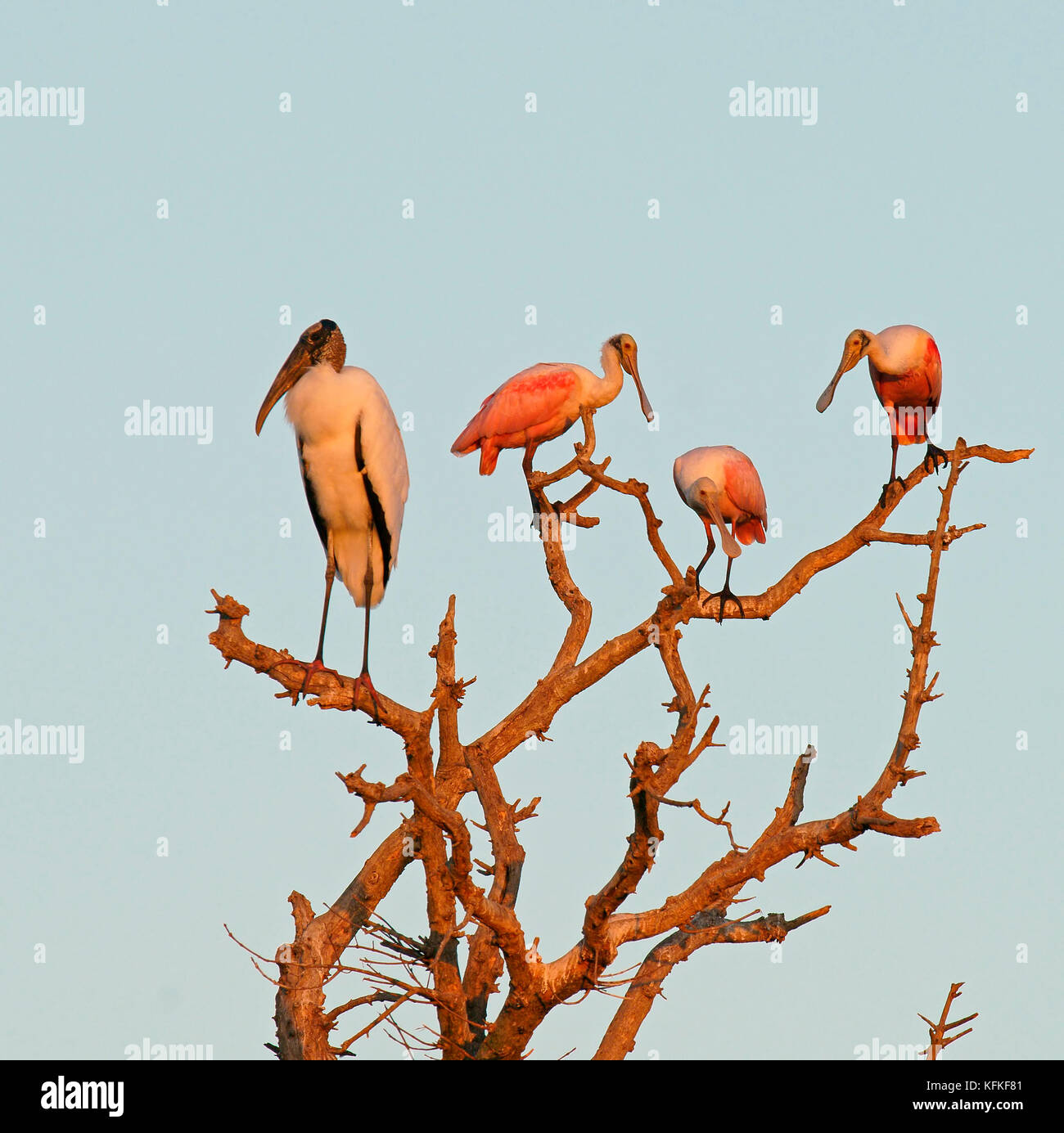 Wood stork (Mycteria americana) and Roseate spoonbill (Ajaia ajaja) sit ...