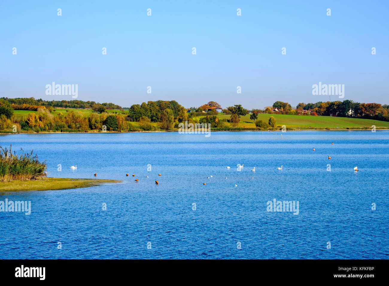 Nature reserve at the Rothsee, near Roth, Franconian Lake District ...
