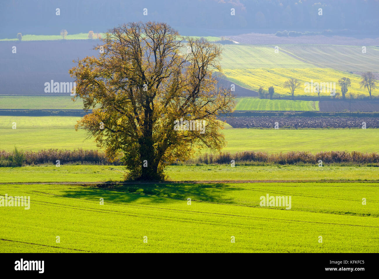 Solitaire tree in autumn at Altmühl, near Alesheim, Altmühltal, Middle ...
