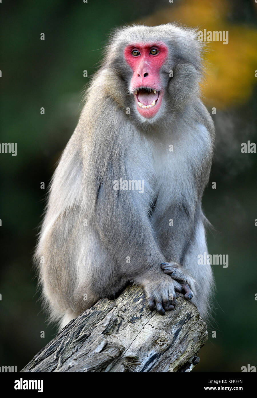 Japanese macaque (Macaca fuscata) sits on tree trunk, captive Stock ...