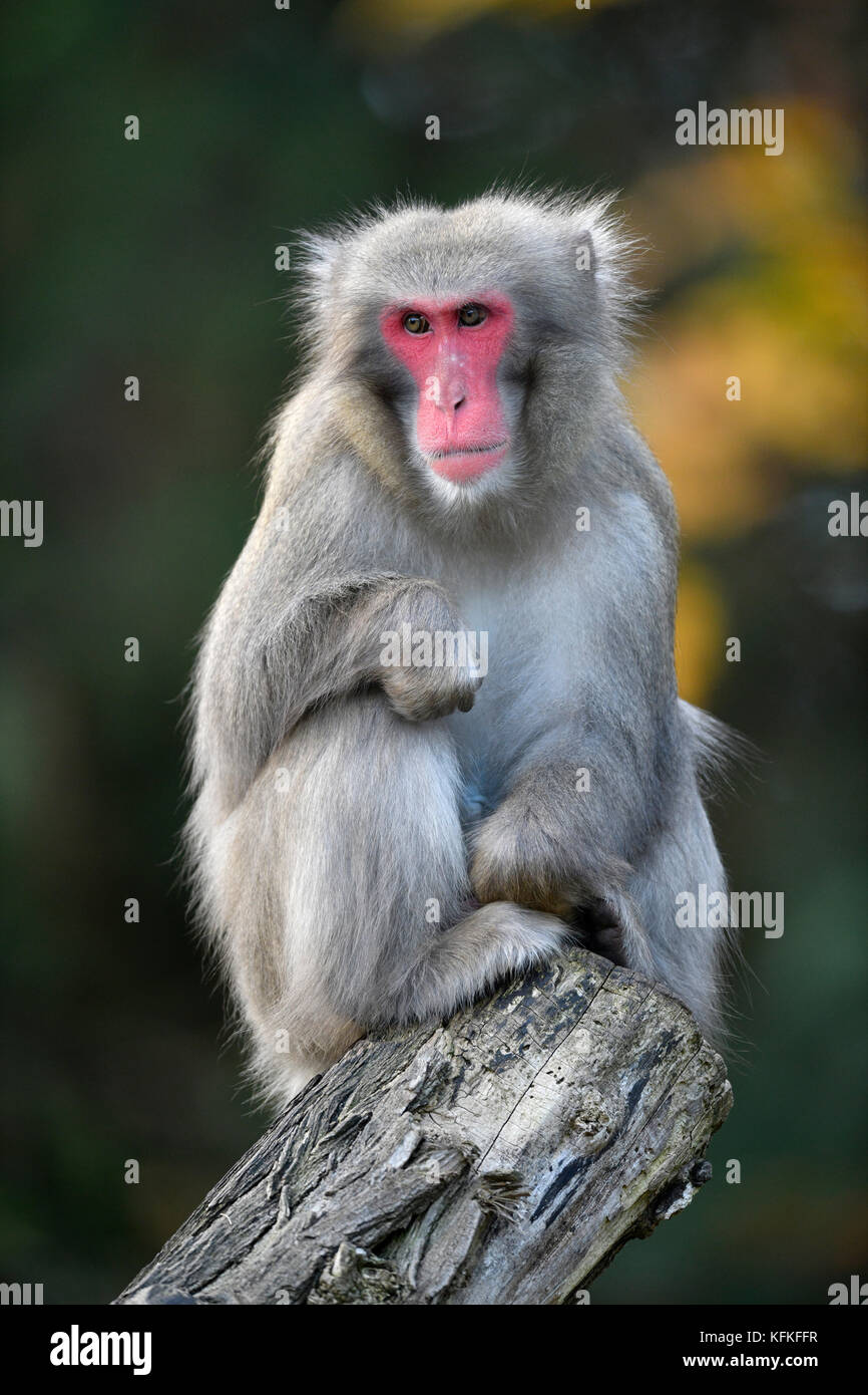 Japanese macaque (Macaca fuscata) sits on tree trunk, captive Stock ...