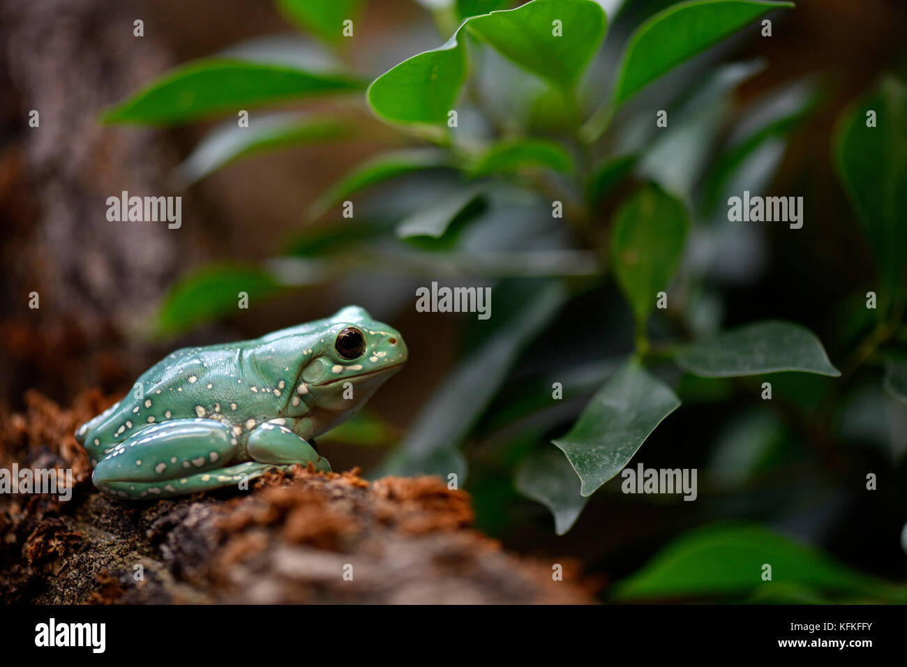 Leaf frog (Litoria caerules), coral finger, captive Stock Photo - Alamy