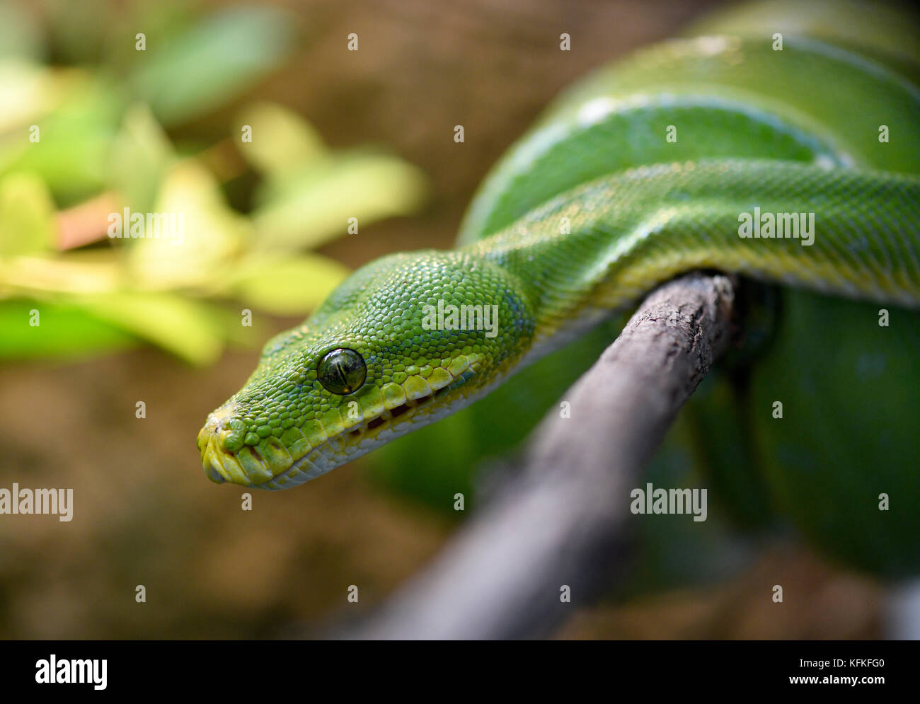 Green Tree Python (Morelia viridis) on branch, captive Stock Photo - Alamy