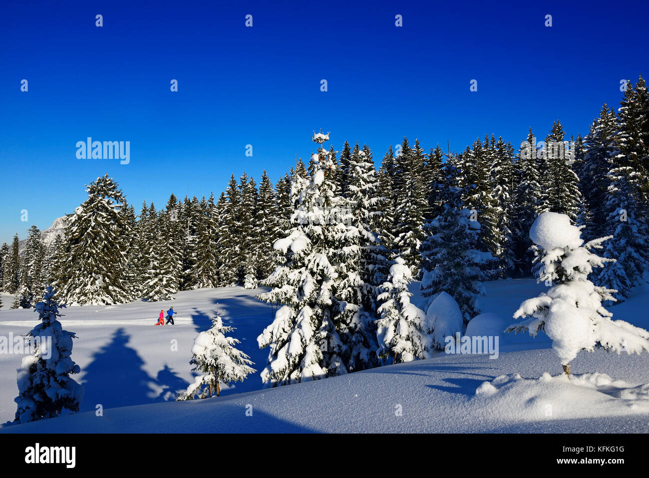 Two hikers walk through snow-covered winter landscape, premium winter ...