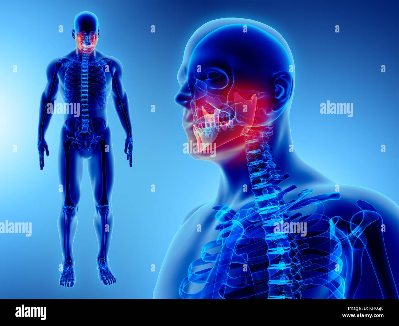 3D illustration of Mandible - Part of Human Skeleton Stock Photo - Alamy