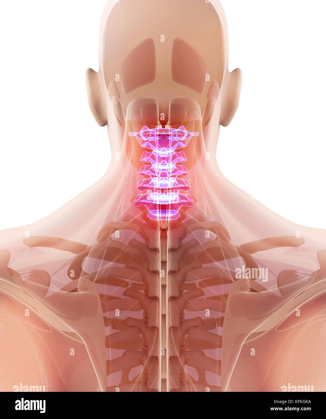Cervical Spine Muscles