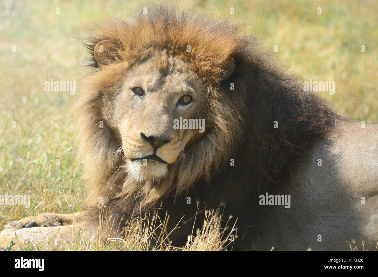 Close-up portrait of a old fluffy Lion Stock Photo - Alamy