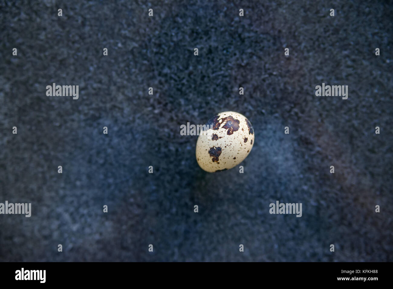 Single quail egg on dark background Stock Photo - Alamy