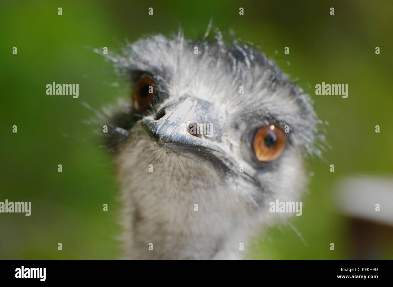 Close Up ostriches portrait. Ostrich in a farm paddock Stock Photo - Alamy