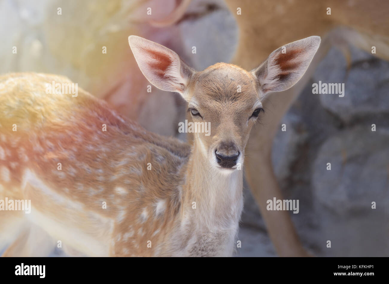 Portrait of Spotted Baby fawn under summer sunlight Stock Photo - Alamy