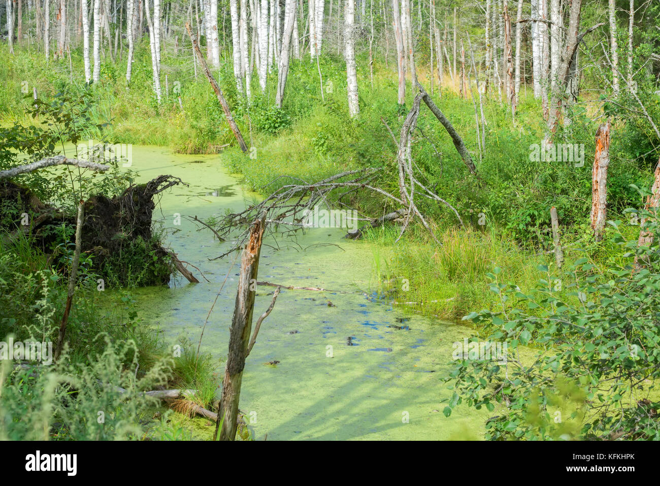 Swamp in the forest Stock Photo - Alamy