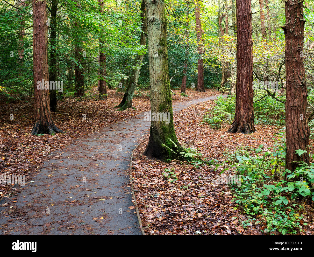 Footpath through The Pinewoods leading from Valley Gardens to Harlow ...