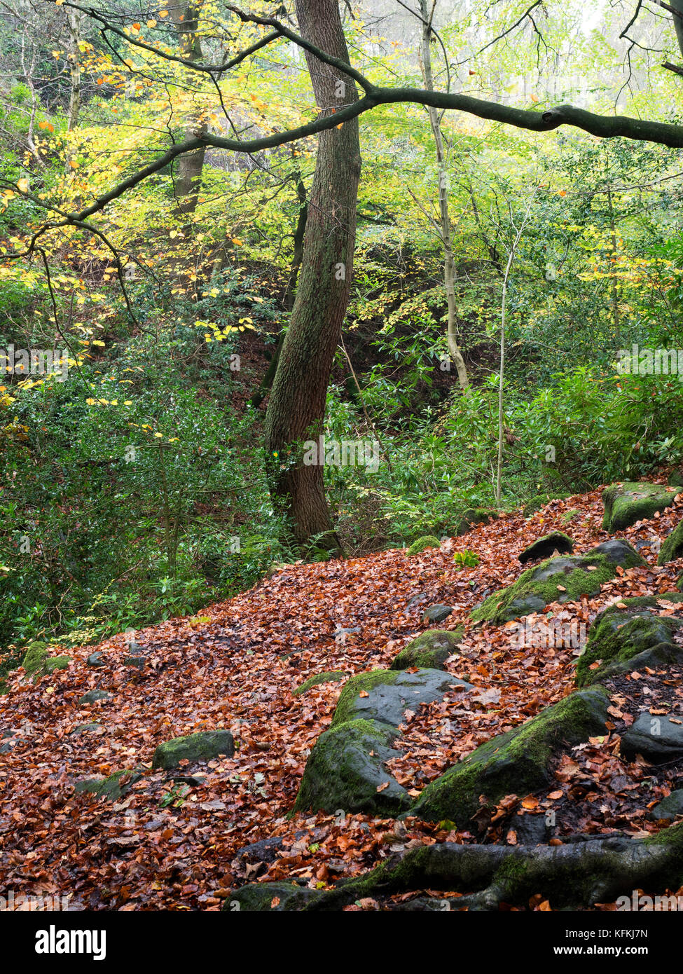 Autumn Colours in Birk Wood Harrogate Yorkshire England Stock Photo - Alamy