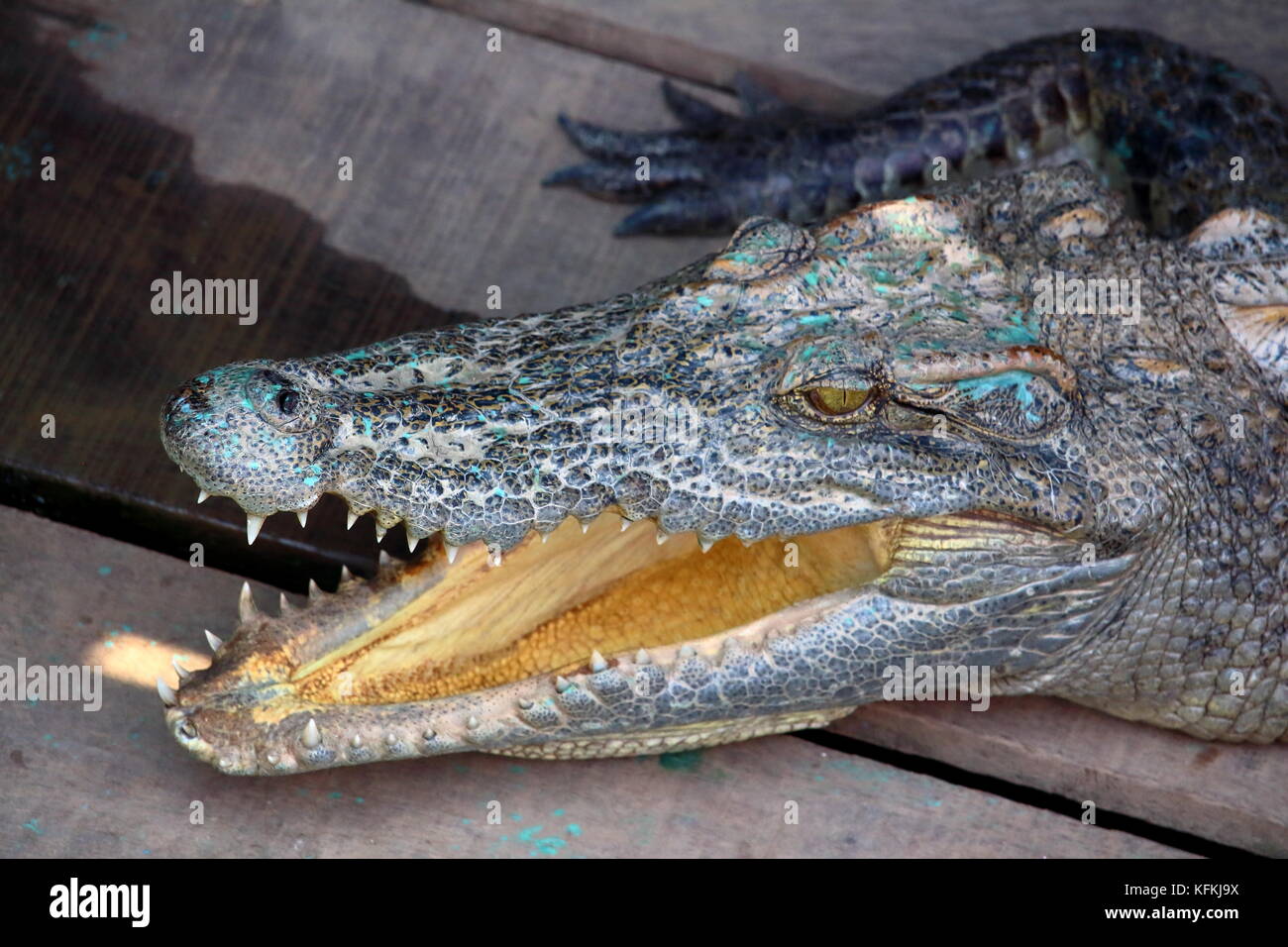 Crocodile head detail Stock Photo - Alamy
