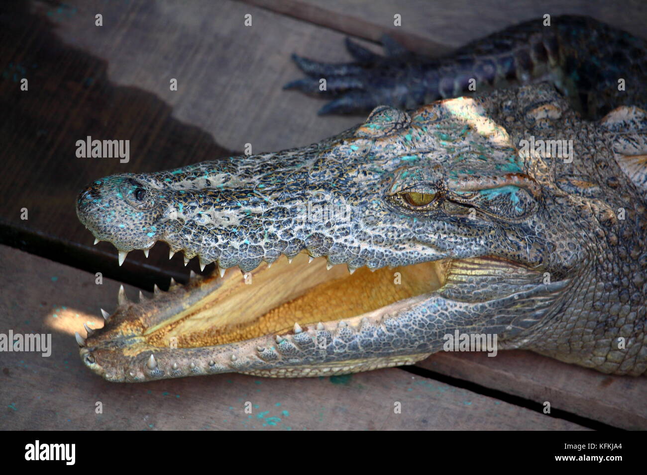 Crocodile head detail Stock Photo - Alamy
