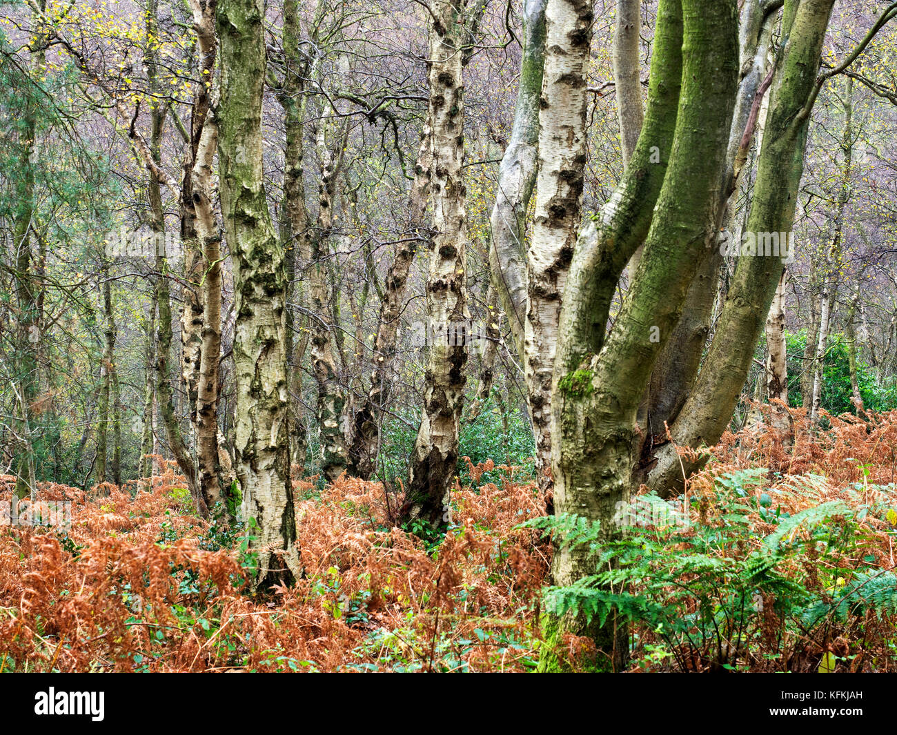 Harrogate autumn woods hi-res stock photography and images - Alamy