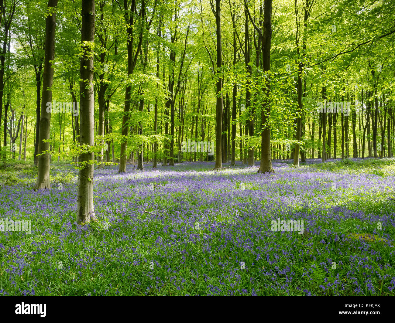 English Bluebell Woods Stock Photo - Alamy