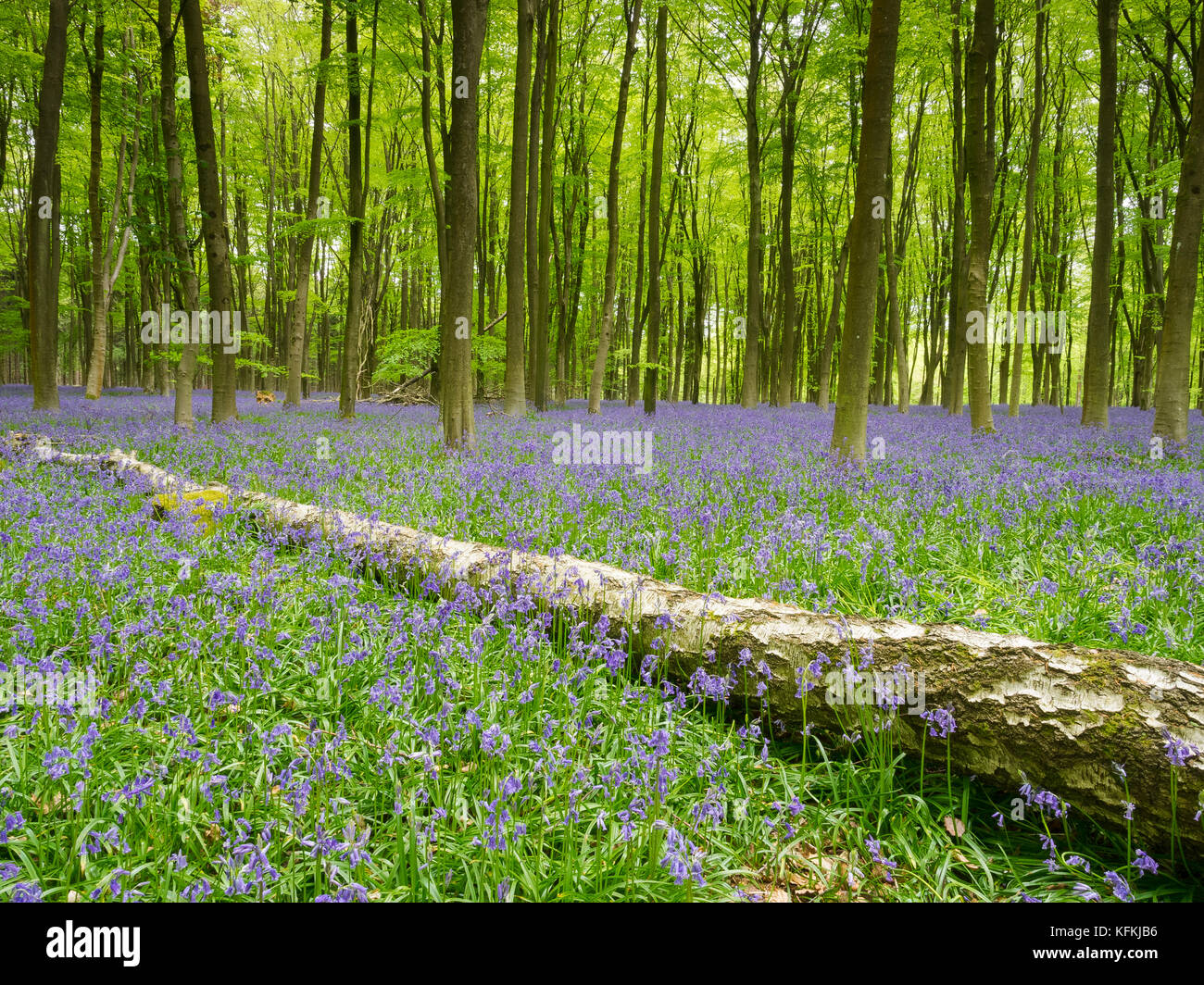 English Bluebell Woods Stock Photo - Alamy