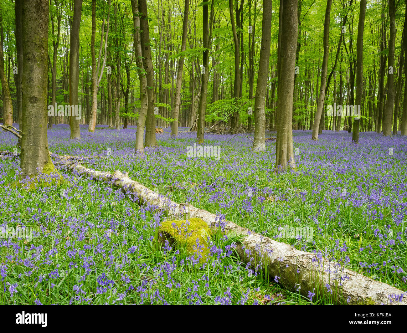 English Bluebell Woods Stock Photo - Alamy