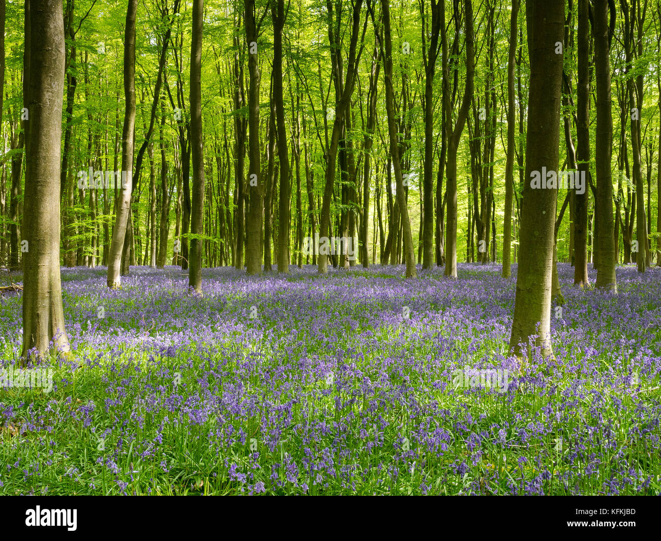 English Bluebell Woods Stock Photo - Alamy