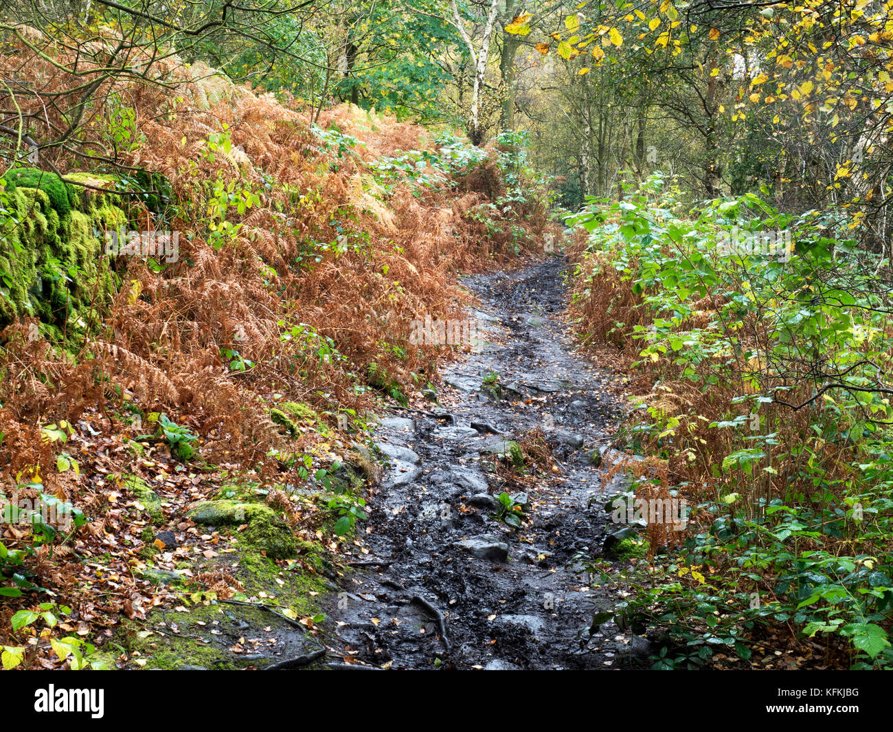 Muddy Path through Birk Wood at the top of Birk Crag Harrogate ...