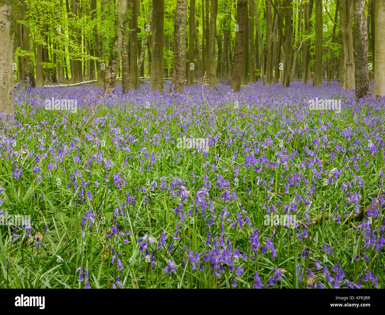 English Bluebell Woods Stock Photo - Alamy