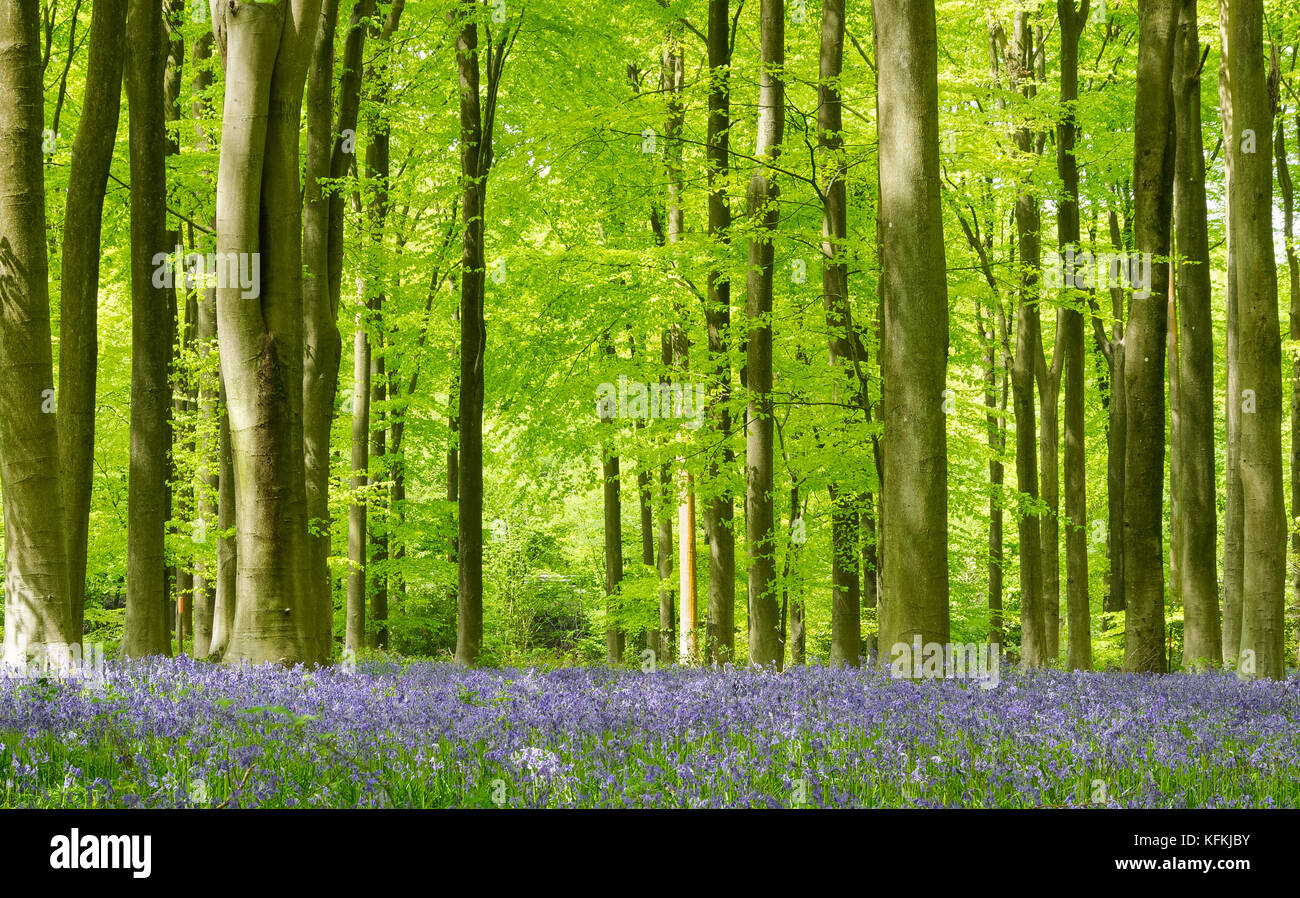 English Bluebell Woods Stock Photo - Alamy