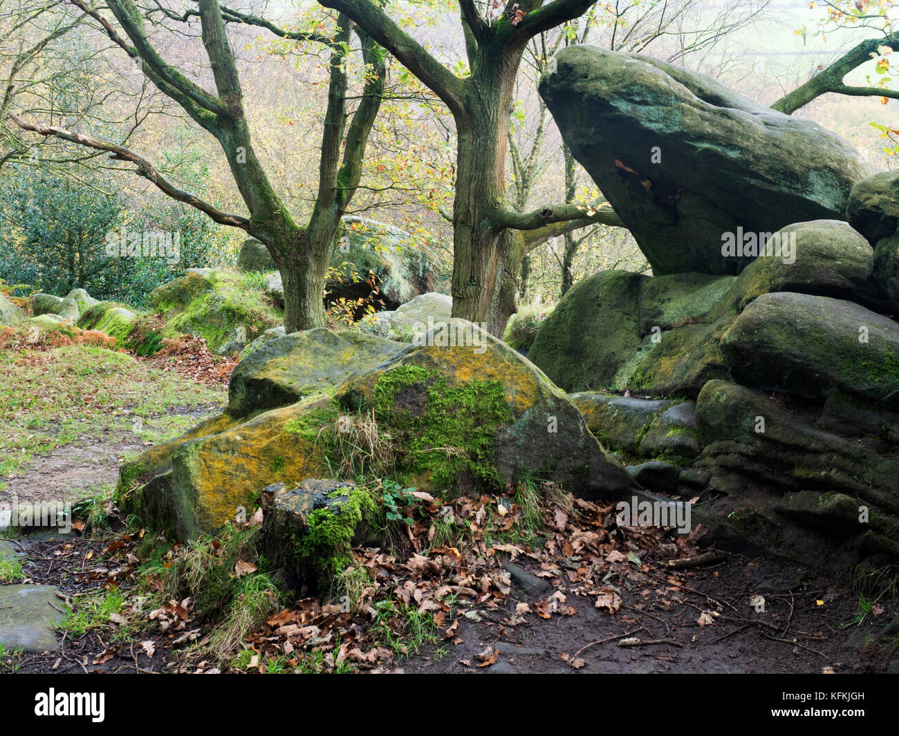 Birk crag woods hi-res stock photography and images - Alamy