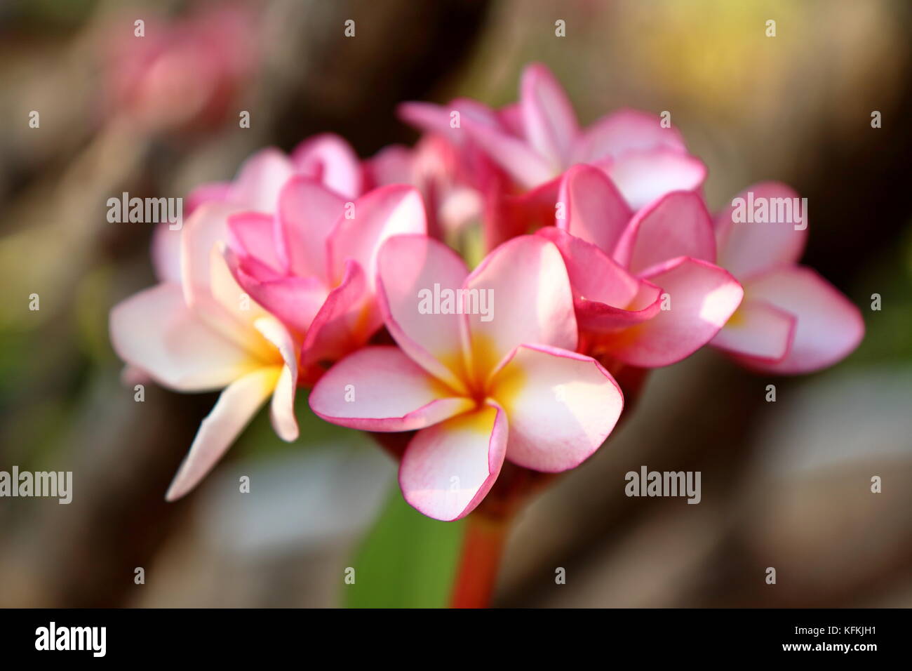 Flower sacred bo tree hi-res stock photography and images - Alamy