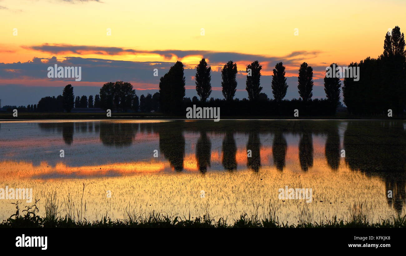 Rice field at sunset Stock Photo - Alamy