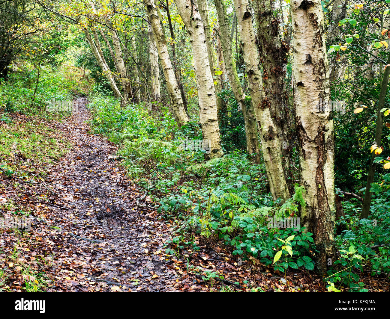 Silver birch trees hi-res stock photography and images - Alamy