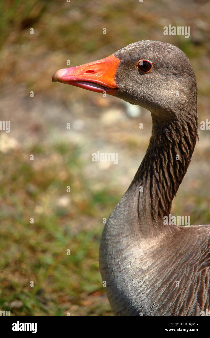 Goose head portrait Stock Photo - Alamy