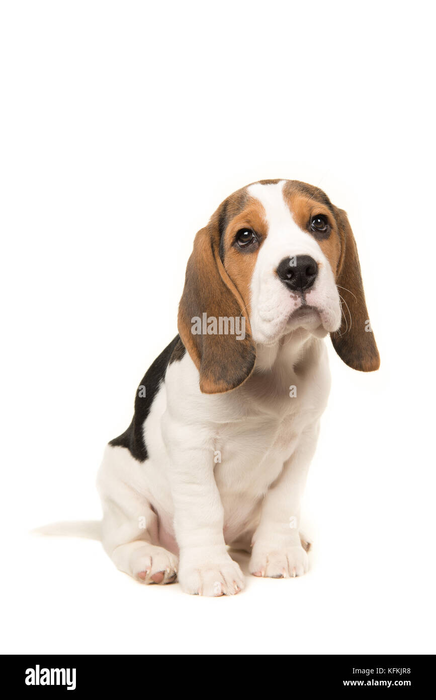 Cute beagle puppy dog sitting leaning forward facing the camera on a ...