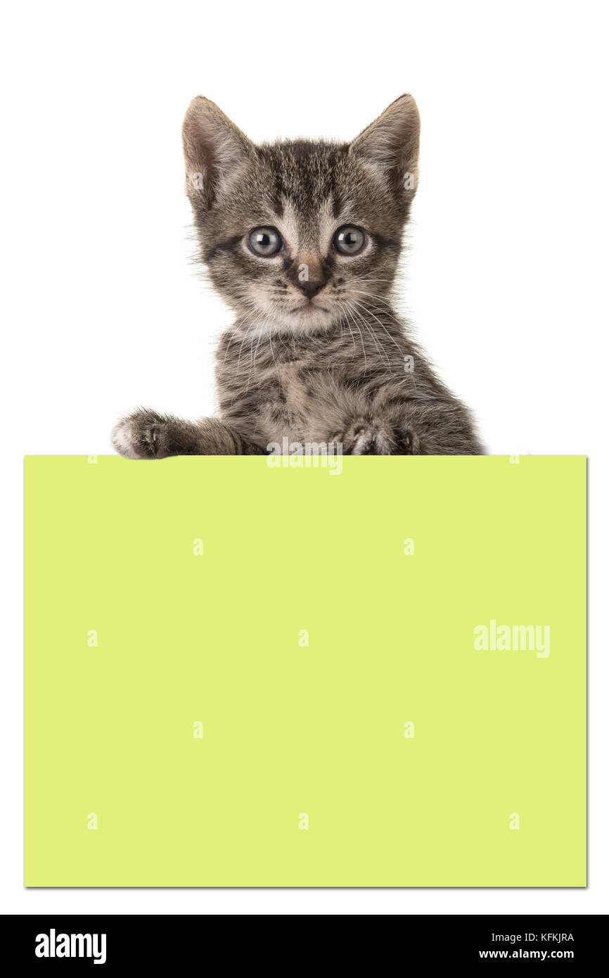 Cute 5 weeks old tabby baby cat holding a yellow post it paper board ...