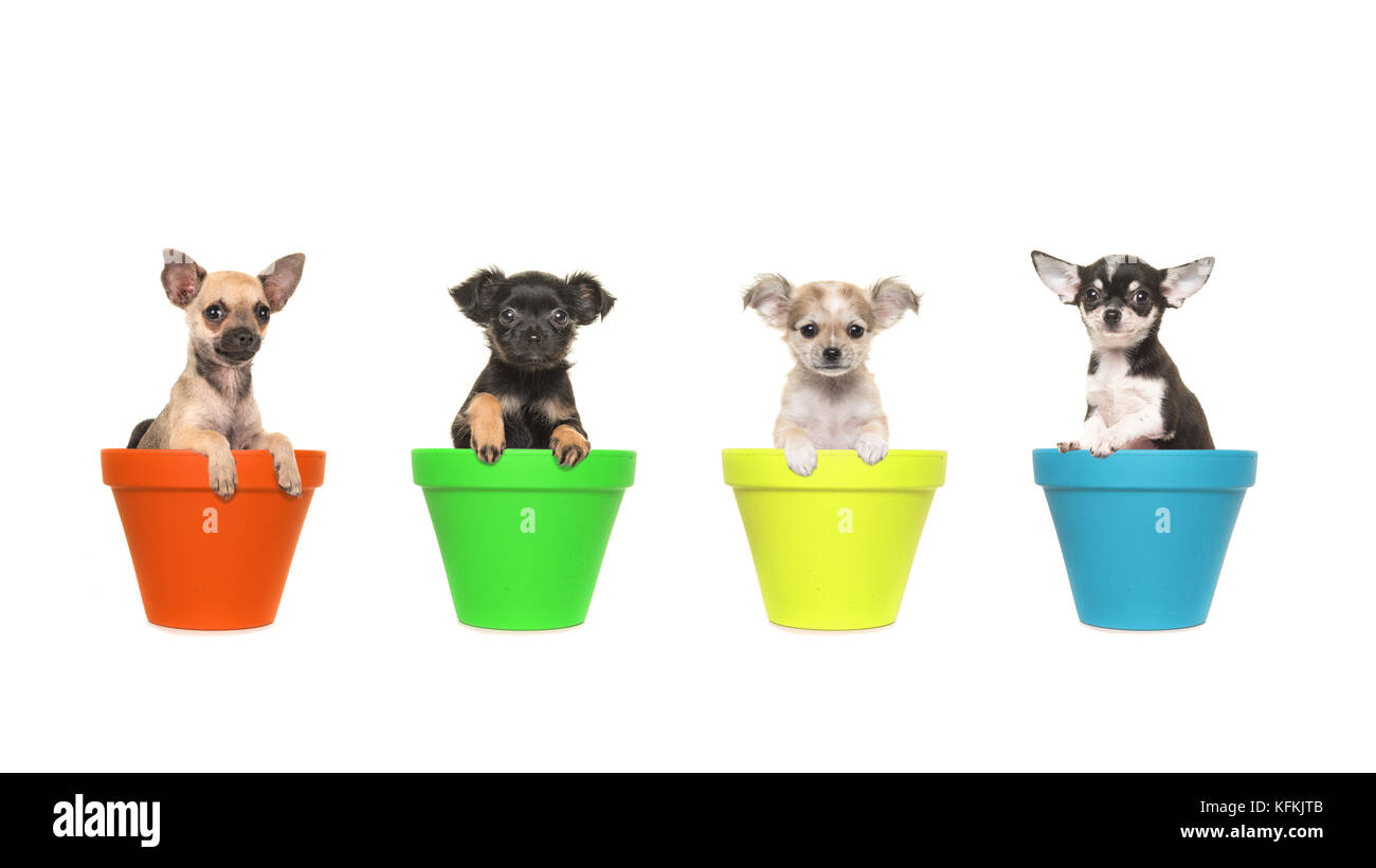 Cute dogs in row hi-res stock photography and images - Alamy