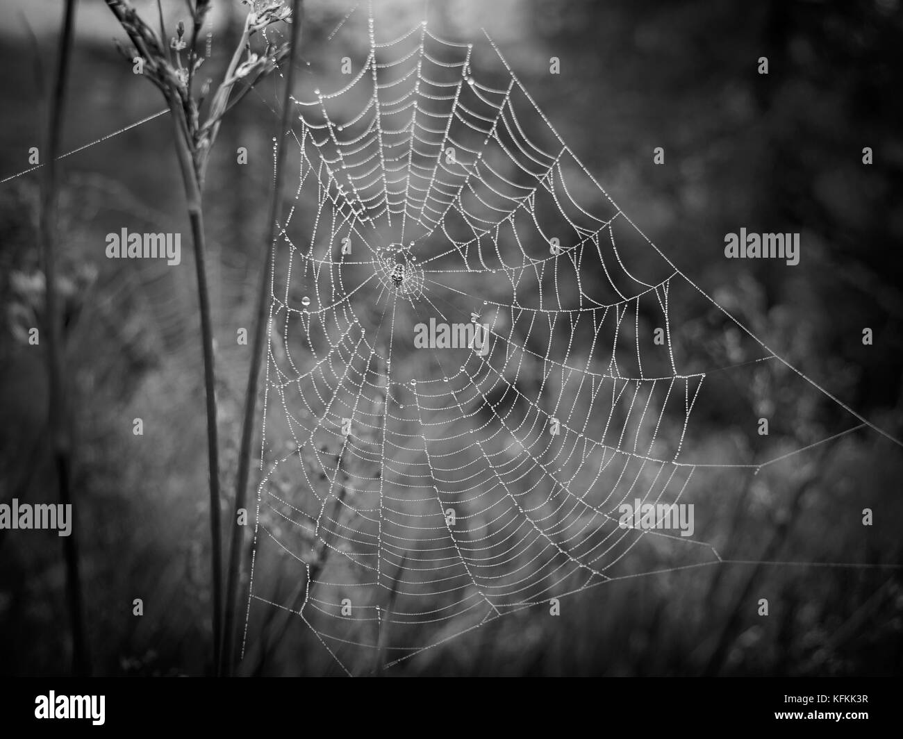 Spiders web with raindrops hi-res stock photography and images - Alamy