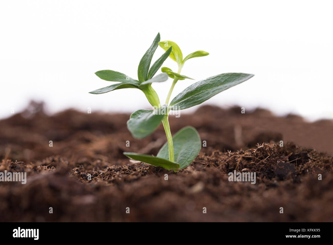 Sapling representing business growth over white background Stock Photo ...