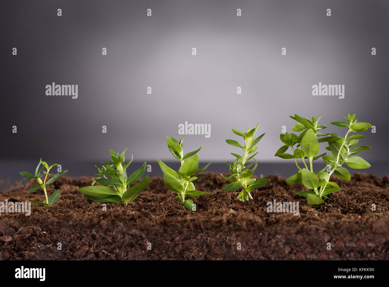 Photo of green plants growing in soil Stock Photo - Alamy