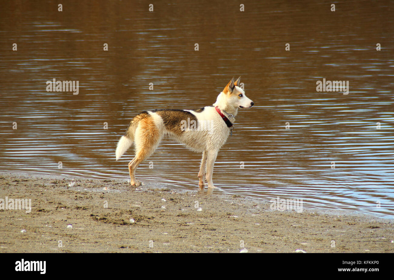 wet dog standing on the lake side Stock Photo - Alamy