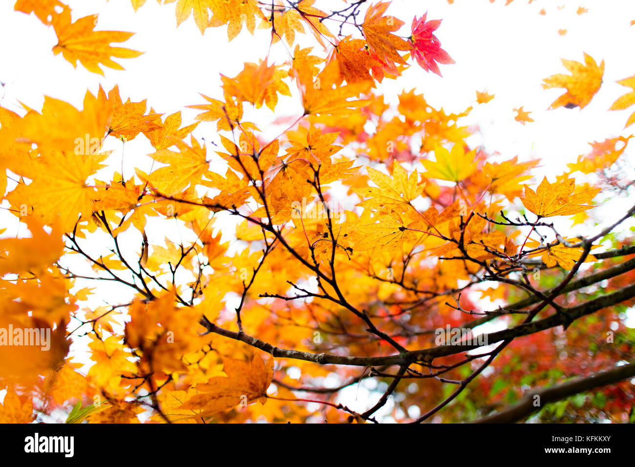 Leaves falling from tree branches hi-res stock photography and images ...
