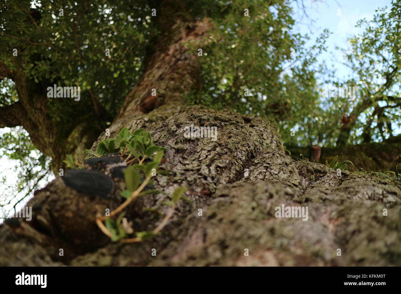 Looking up the trunk of a gnarly tree Stock Photo - Alamy