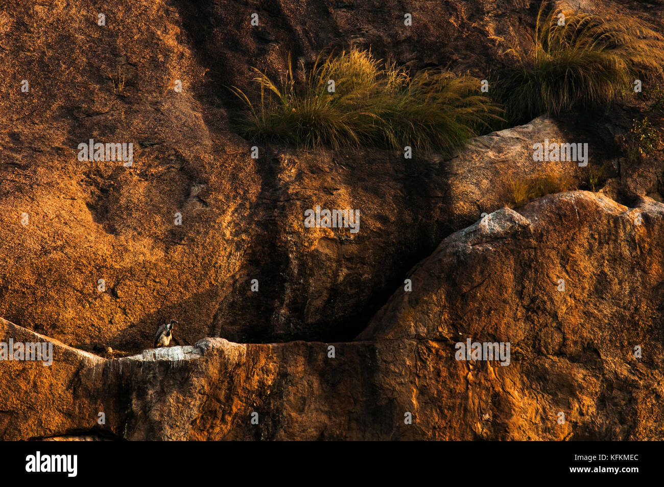 Vulture shadow hi-res stock photography and images - Alamy