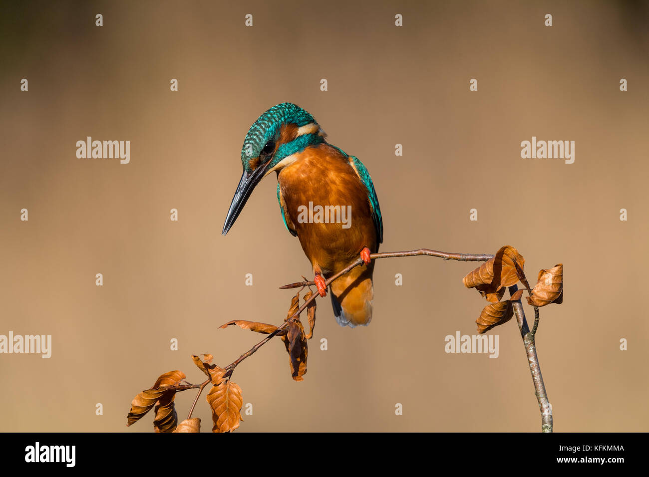 Kingfisher sat perched on branch Stock Photo - Alamy