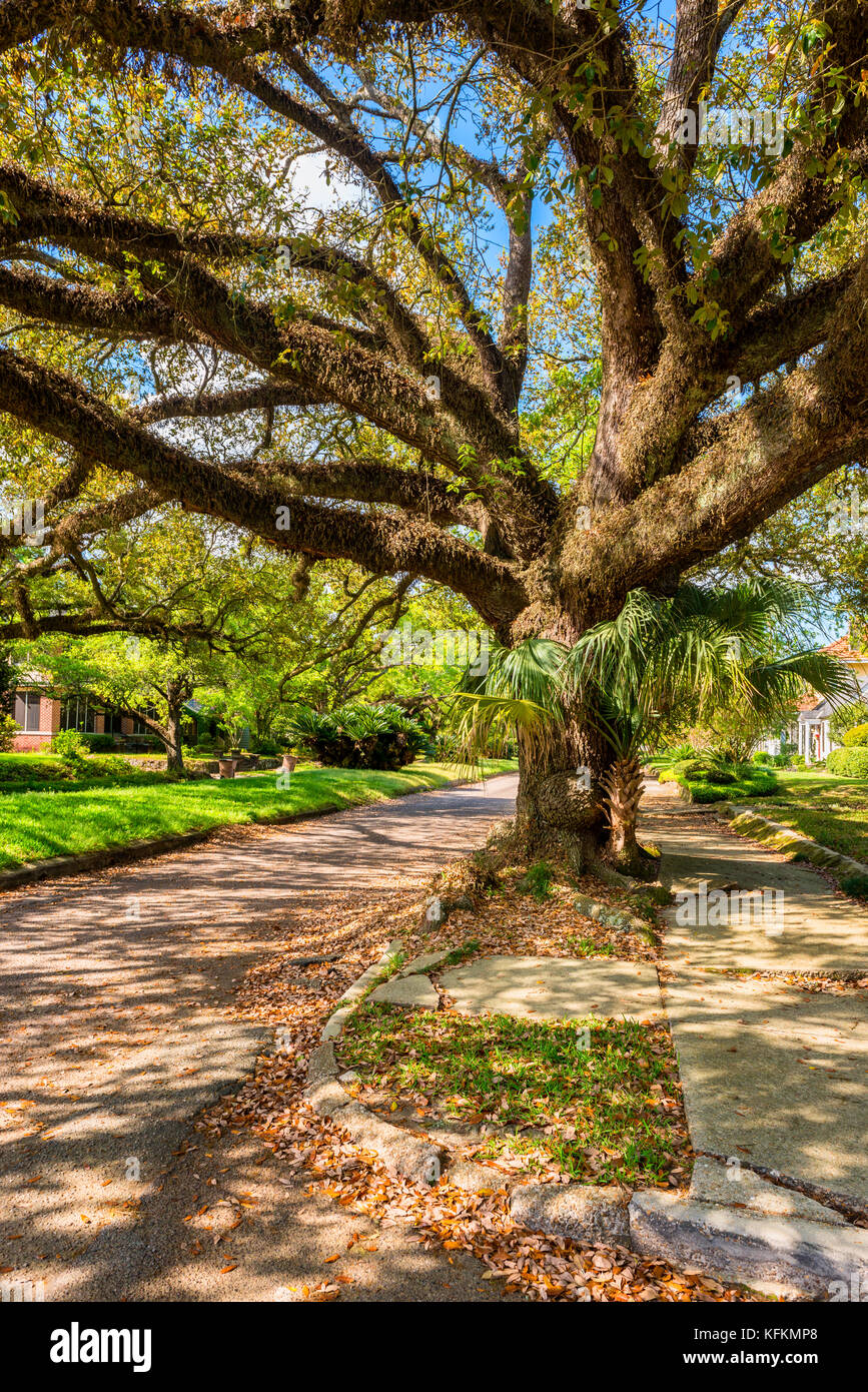 Giant Tree in Street in Mobile, Alabama, USA Stock Photo - Alamy
